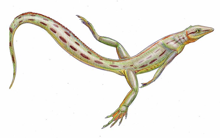 Spinoaequalis :: reinoanimal