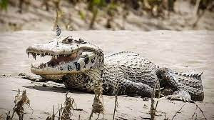 Caimán :: reinoanimal