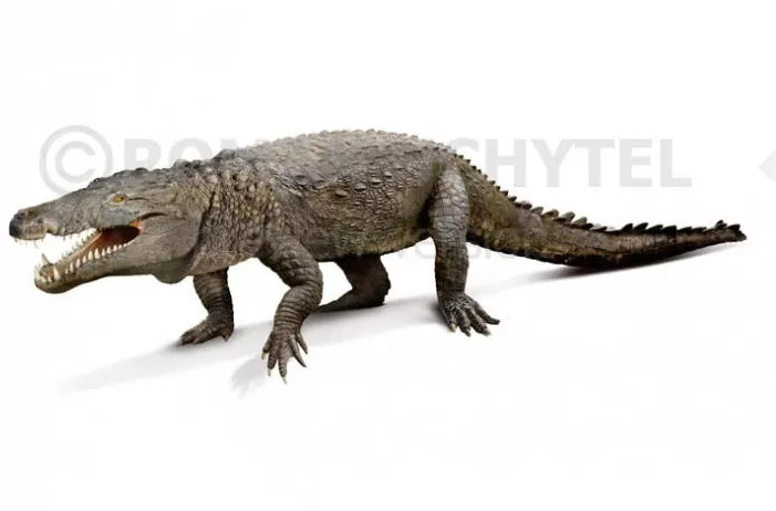 Quinkana :: reinoanimal